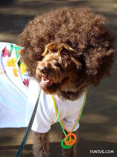 Ever Seen Animals in the Wigs? (Funny) | Funzug.com
