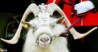 Amazing Goat – William Windsor in British Army | Funzug.com